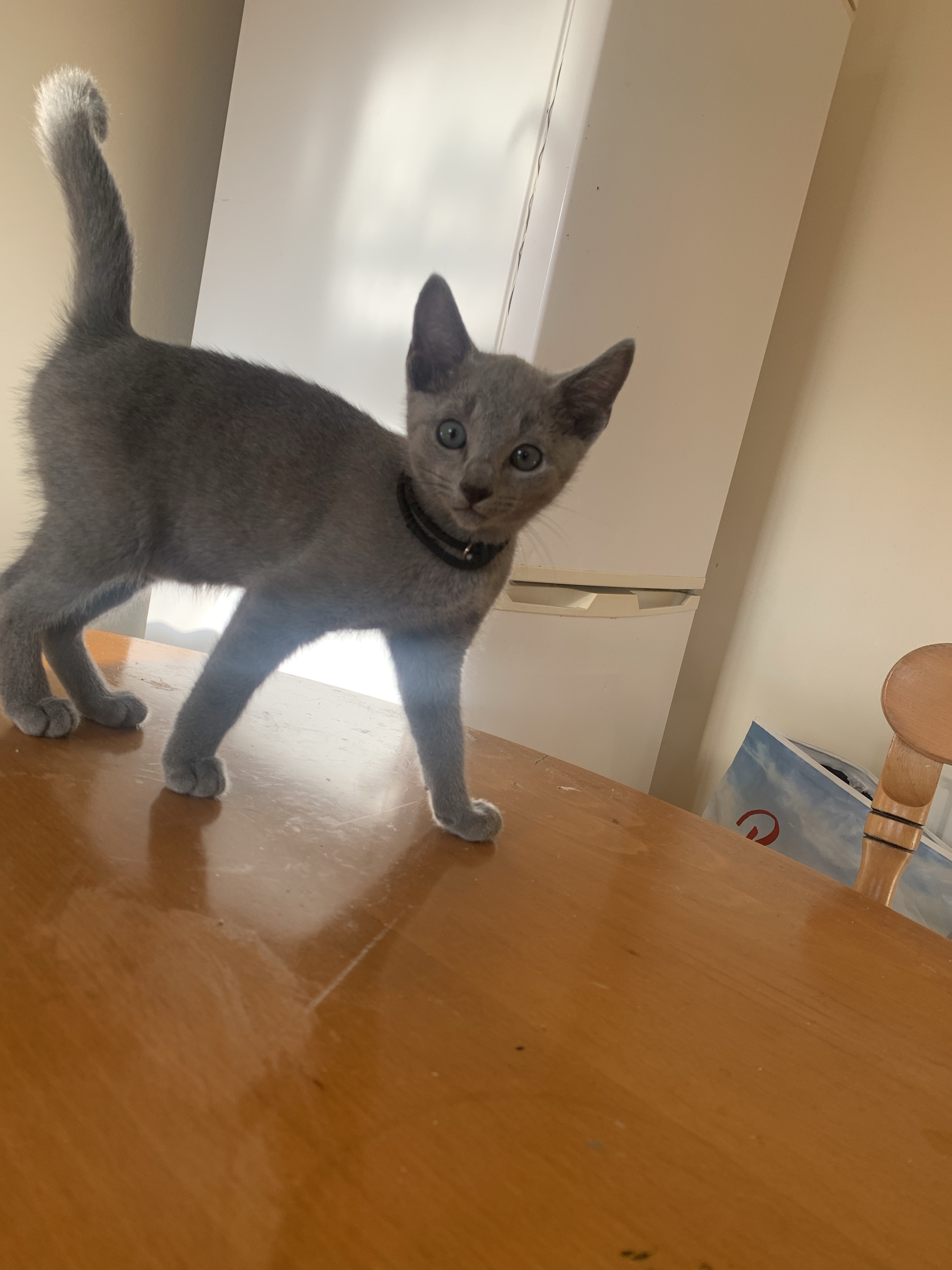 Litter C – Russian Blue Cattery – Ireland