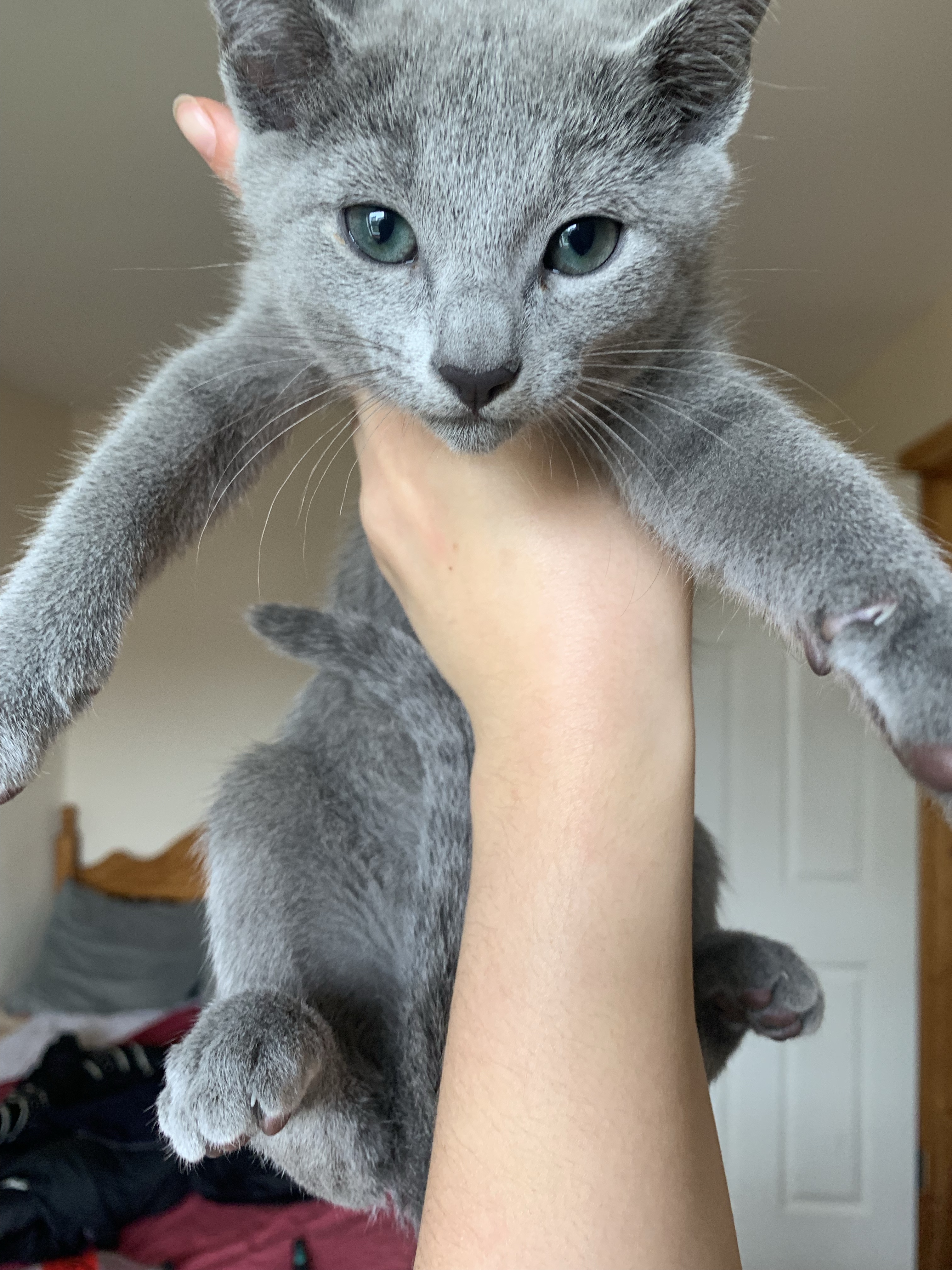 Litter C – Russian Blue Cattery – Ireland