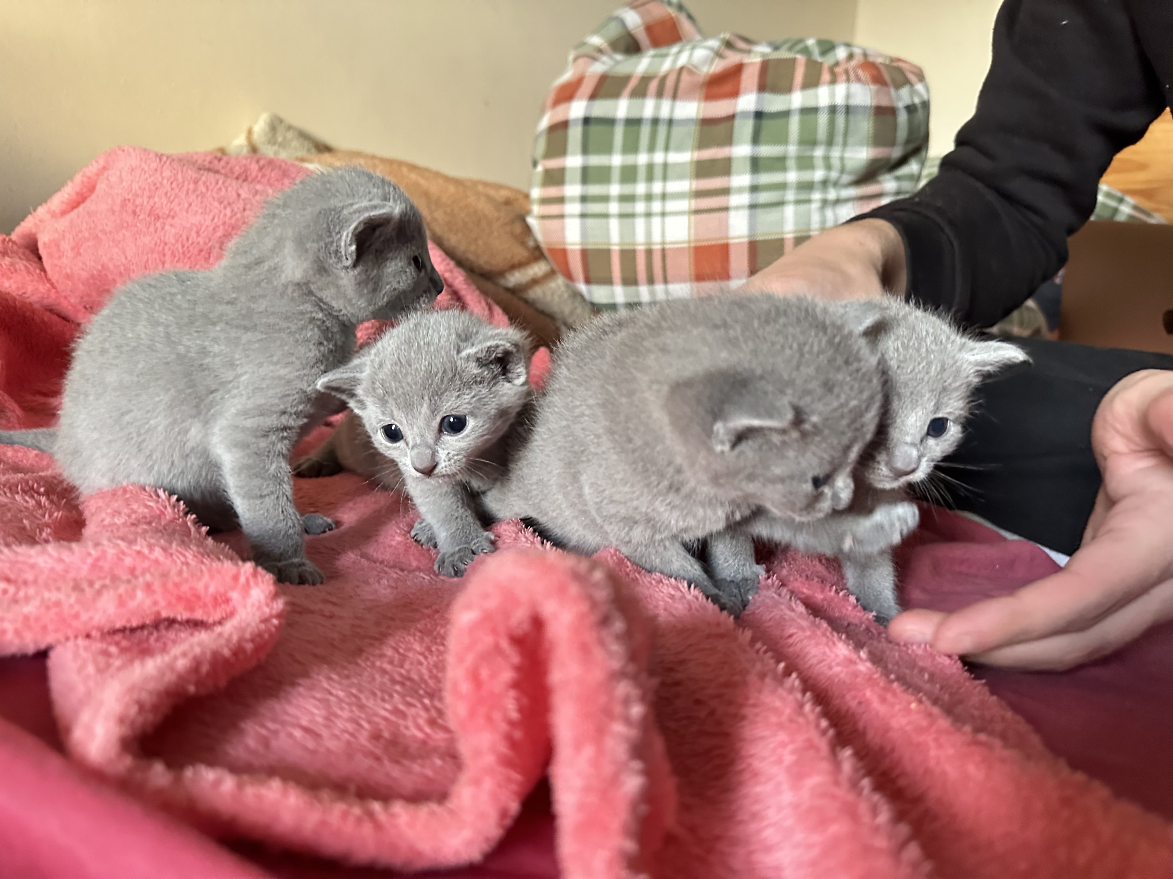 Litter E – Russian Blue Cattery – Ireland