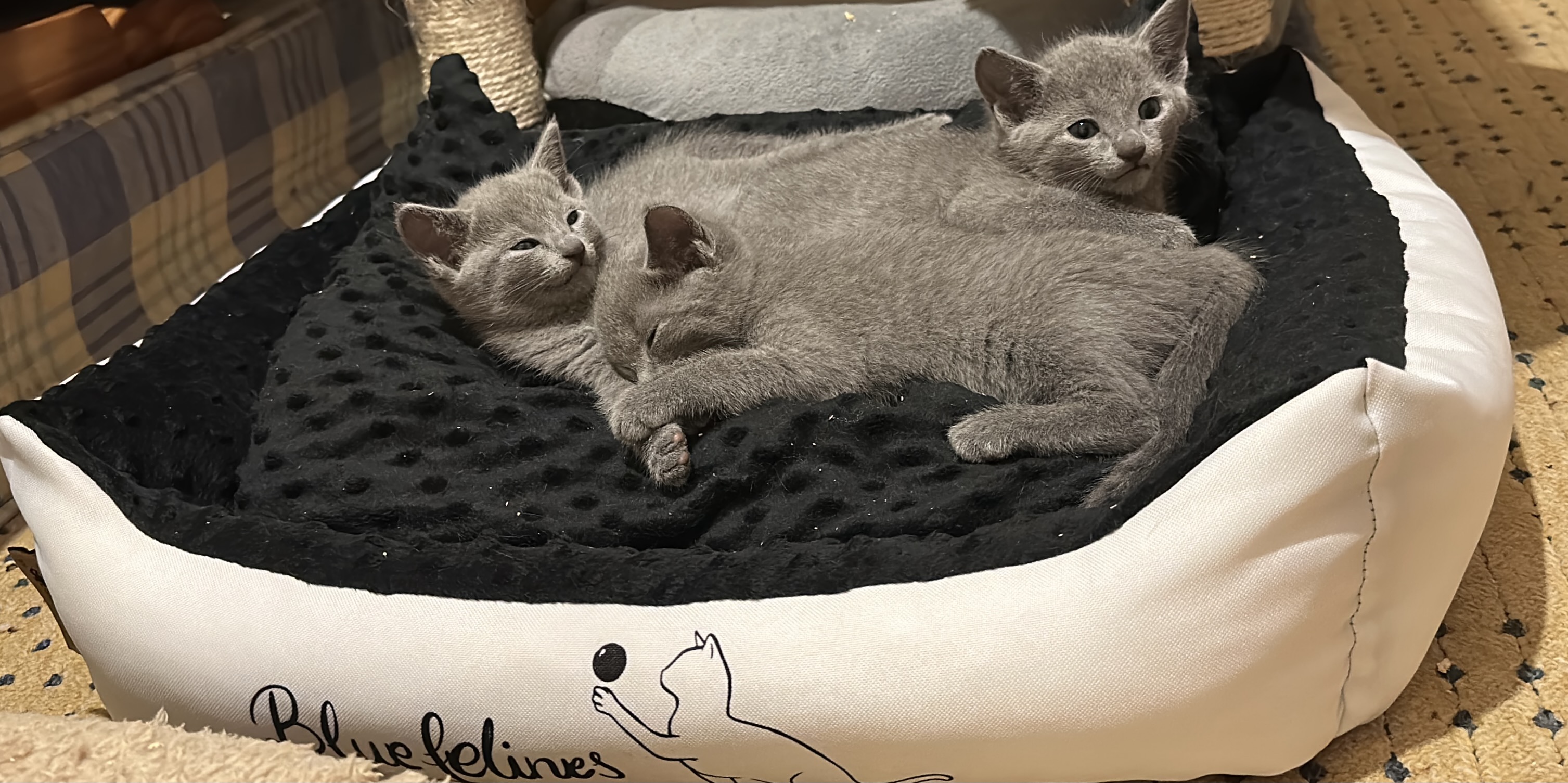 Litter F – Russian Blue Cattery – Ireland