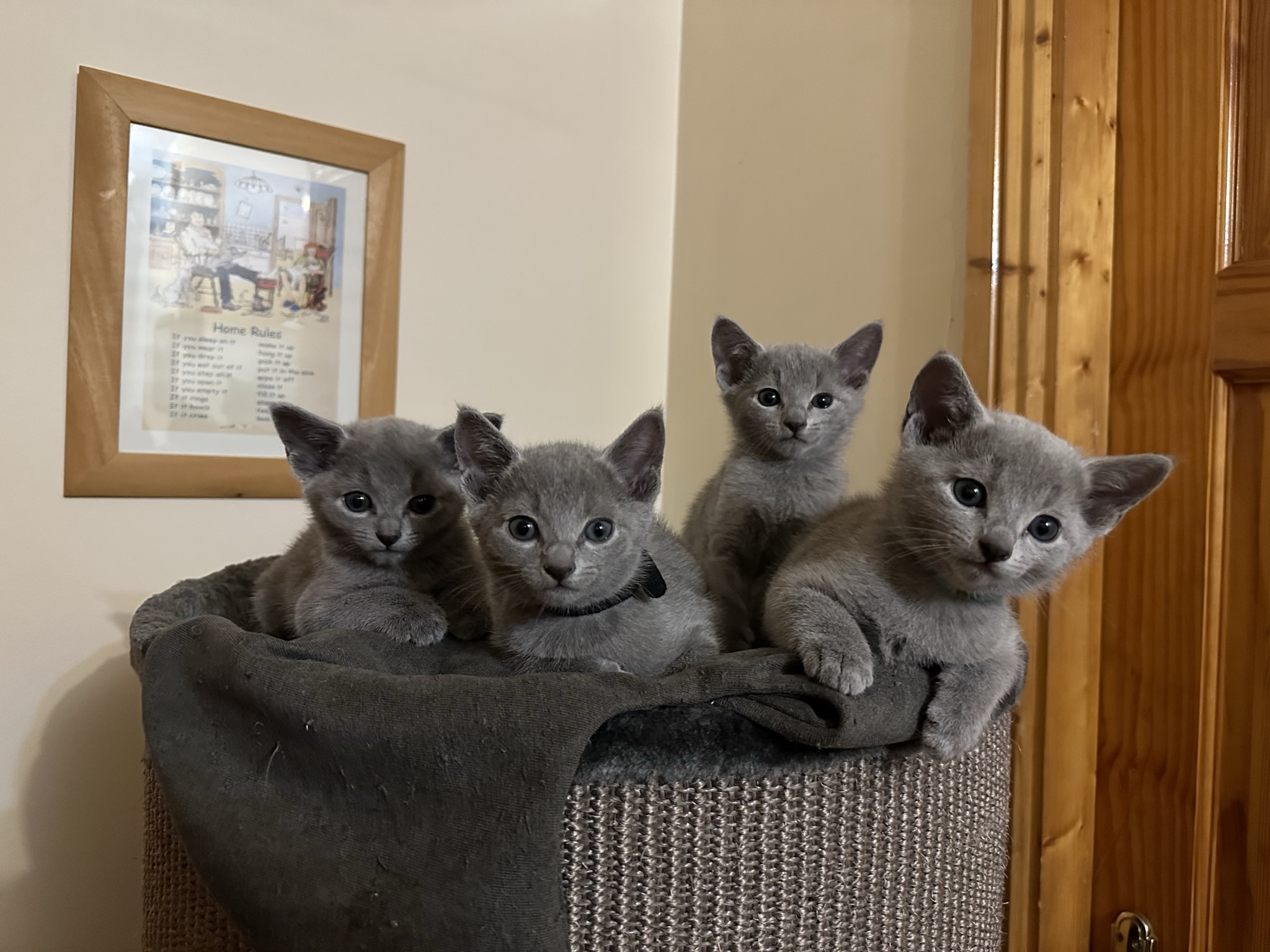 Litter I – Russian Blue Cattery – Ireland