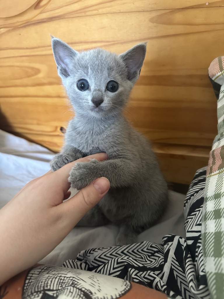 Litter H – Russian Blue Cattery – Ireland
