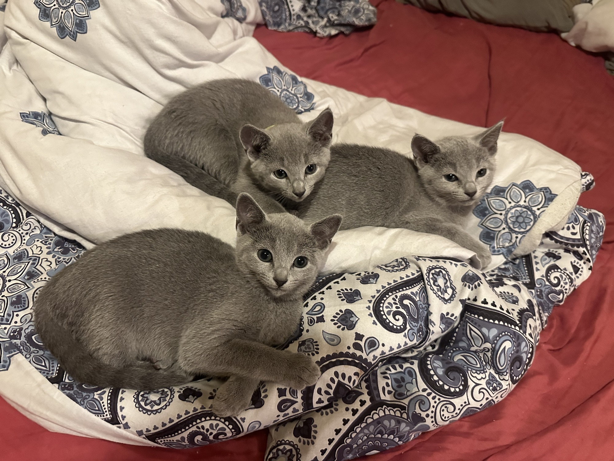 Litter L – Russian Blue Cattery – Ireland