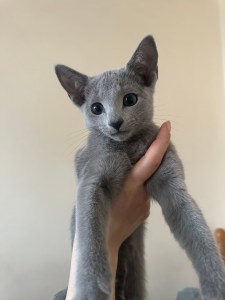 Russian Blue Cattery – Ireland – Russian Blue Cattery, based in Ireland ...