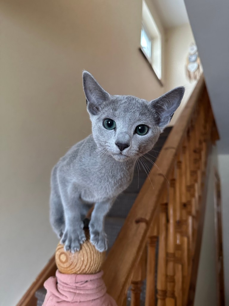 Russian Blue Cattery – Ireland – Russian Blue Cattery, based in Ireland ...