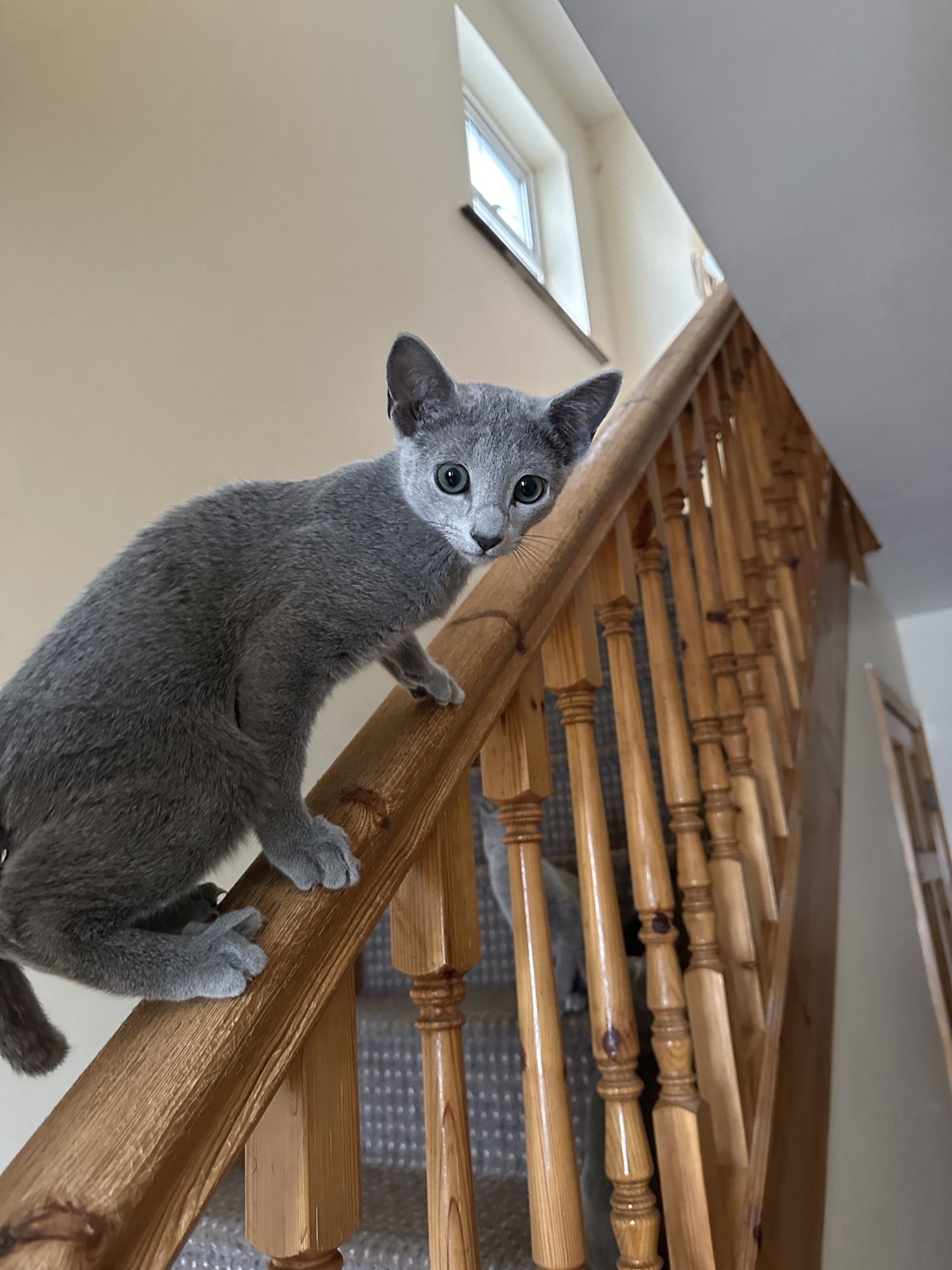 Litter K – Russian Blue Cattery – Ireland