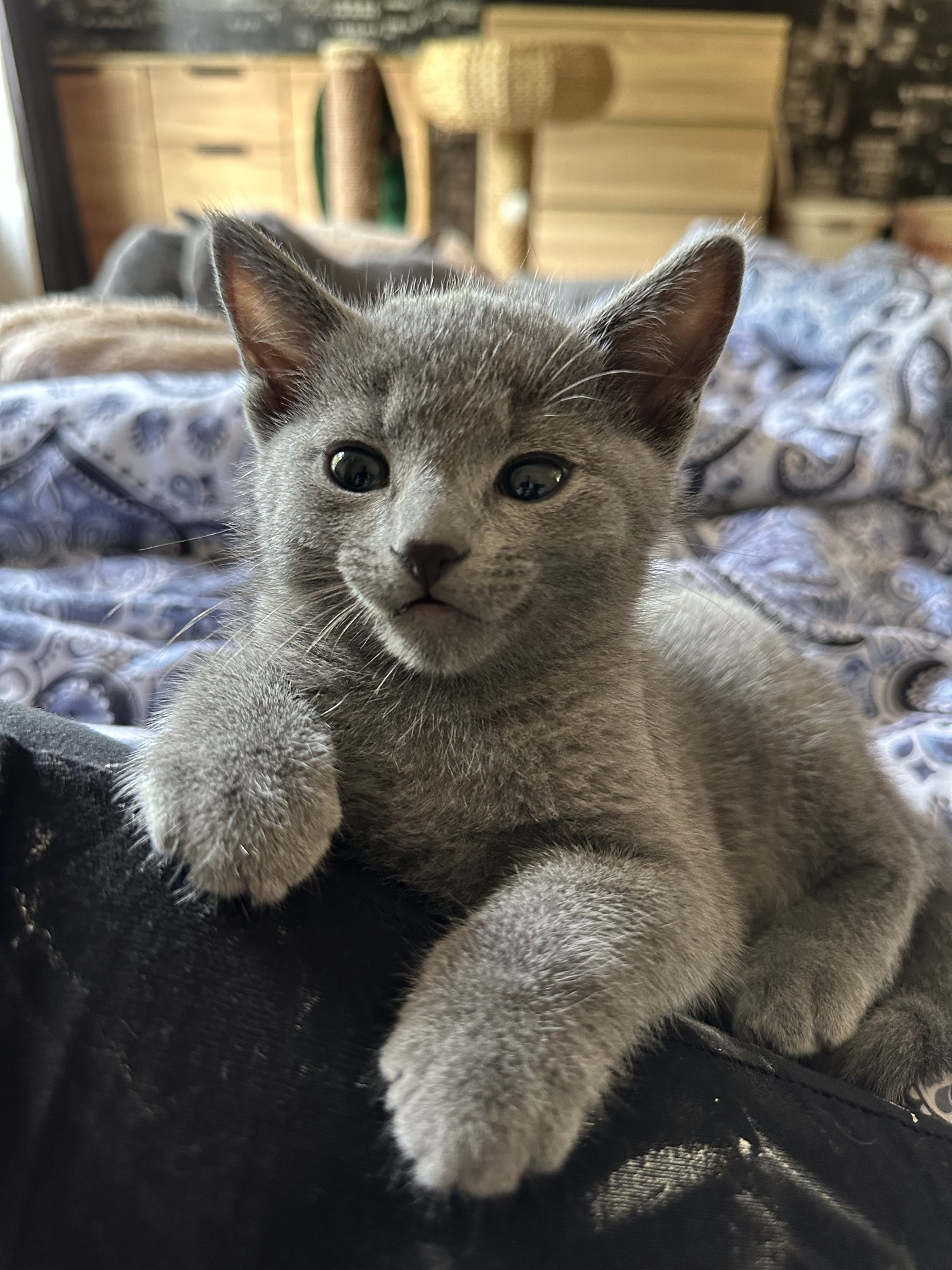 Litter M – Russian Blue Cattery – Ireland