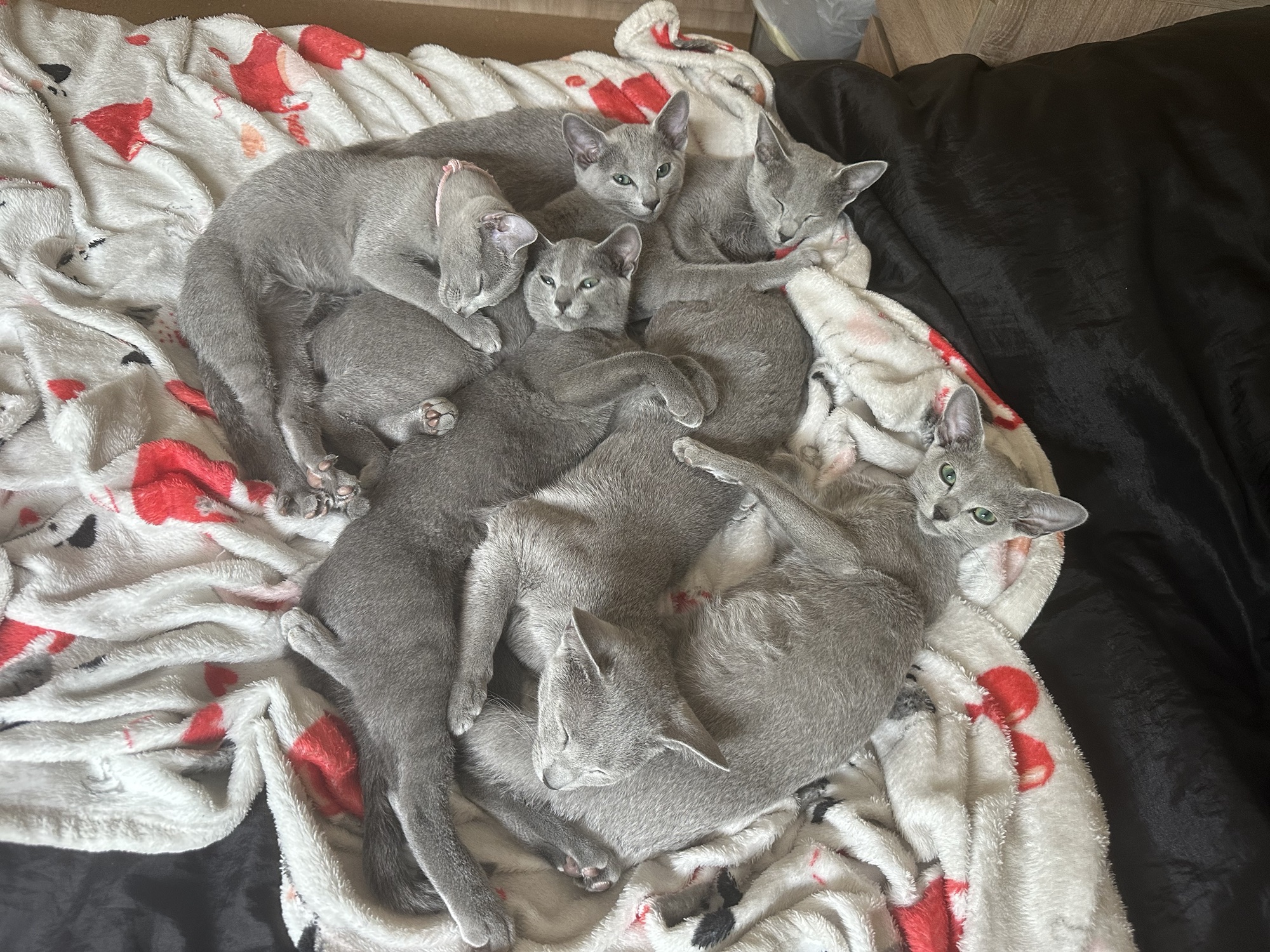 Russian Blue Cattery – Ireland – Russian Blue Cattery, based in Ireland ...
