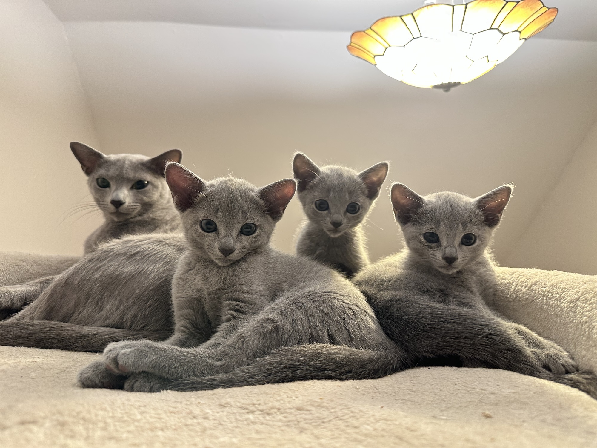 Litter R – Russian Blue Cattery – Ireland