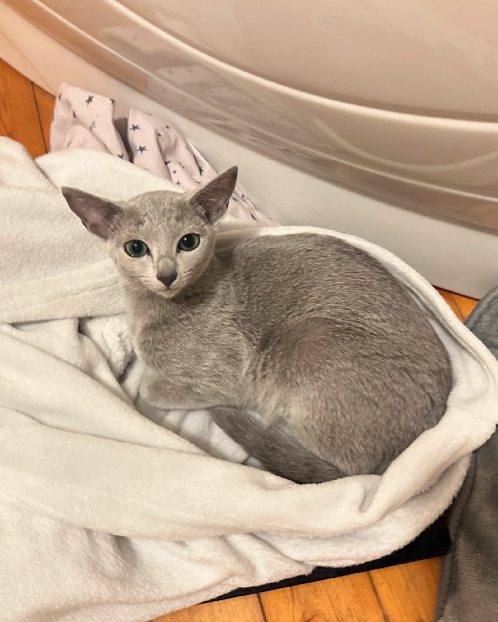 Females – Russian Blue Cattery – Ireland